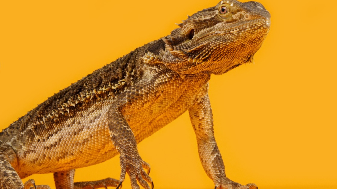 ᐅ Can Bearded Dragons Eat Mango? | Toxic or Healthy