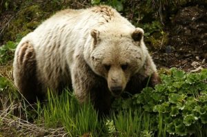 ᐅWhat Do Bears Eat? | Diet And Food List