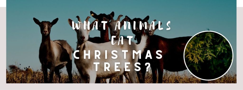 ᐅ What Animals Eat Christmas Trees? | 6 Surprising Facts