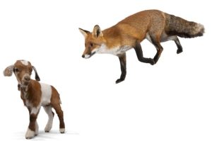 ᐅ What Animal Eats Goats | Top 10 Goat Predators