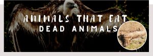 ᐅ Animals That Eat Dead Animals | The Gory Truth
