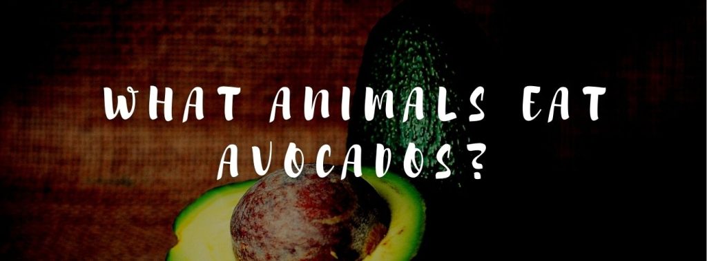 ᐅWhat Animals Eat Avocados? | Toxic or Healthy