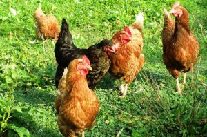 ᐅ What Animals Eat Chickens? | Chicken Predator List