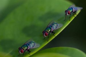 ᐅ What Animals Eat Flies? | Natural Pest Control