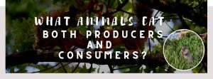 ᐅ What Animals Eat Both Producers and Consumers? | Read On