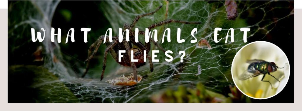 ᐅ What Animals Eat Flies? | Natural Pest Control