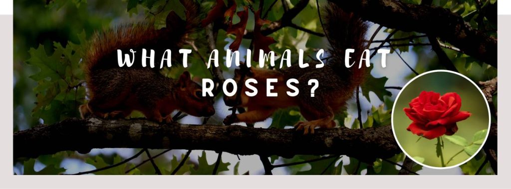 What Animals Eat Roses? Protect Your Rose Garden