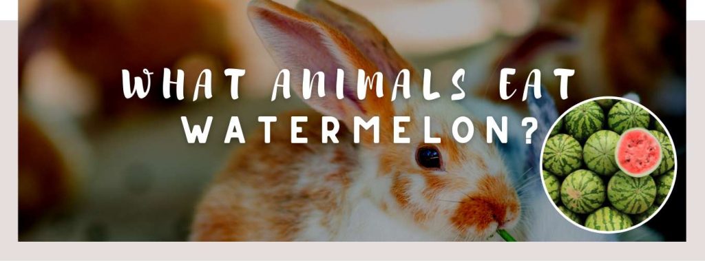 ᐅ What Animals Eat Watermelon? | Sweet Sugary Fruit