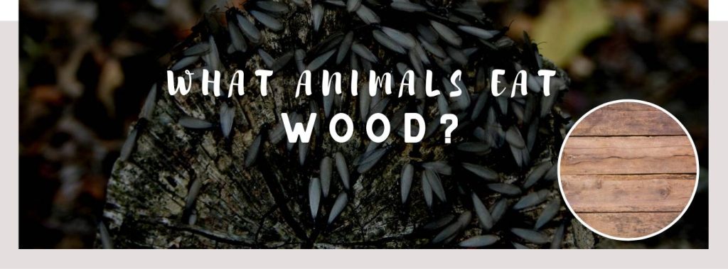 ᐅ What Animals Eat Wood? | Getting Timber Nutrients