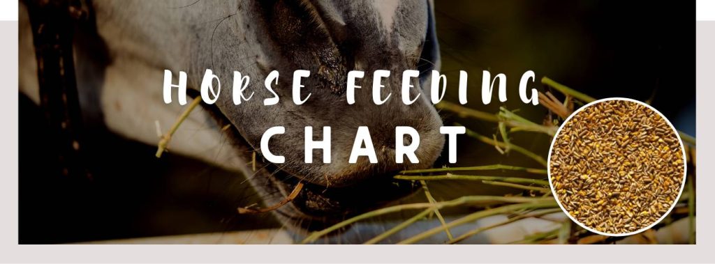 ᐅ Horse Feeding Chart | Infographic to Keep