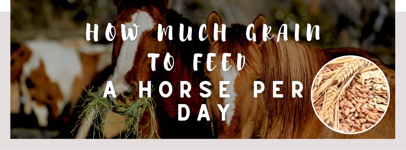 How Much Grain To Feed A Horse Per Day Eye Opening How Much Grain To Feed A Horse Per Day Eye Opening