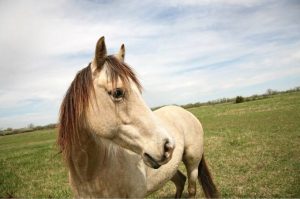 ᐅ Renew Gold Horse Feed Review | Stabilized Rice Bran
