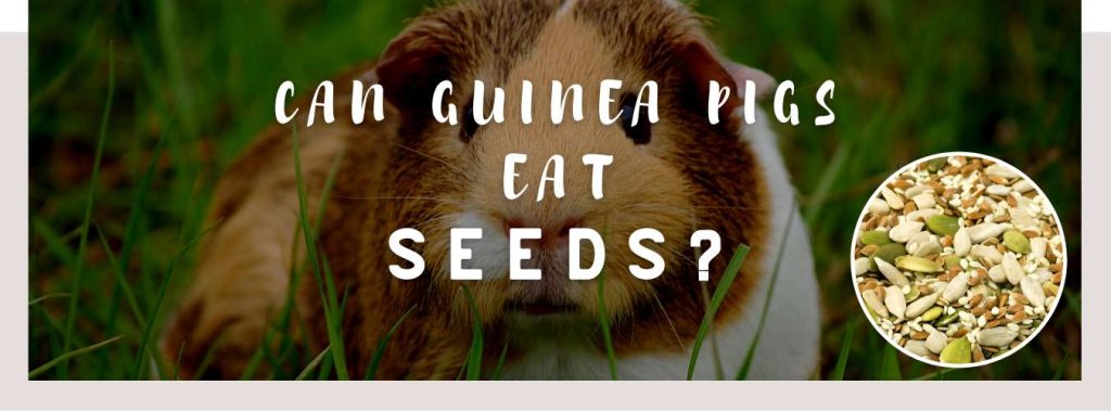 ᐅ Can Guinea Pigs Eat Seeds? | Toxic or Healthy
