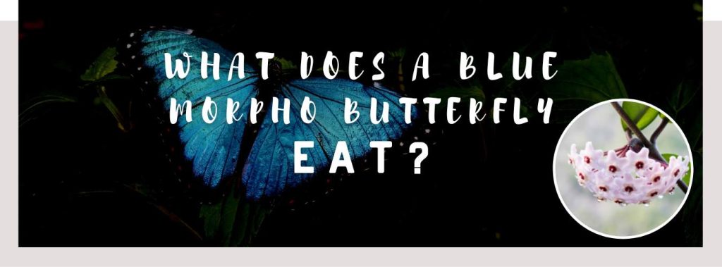 ᐅ What Does a Blue Morpho Butterfly Eat? | Toxic or Healthy