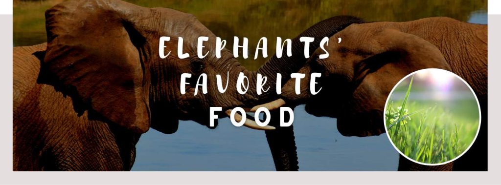 ᐅ Elephant Favorite Food | Toxic or Healthy