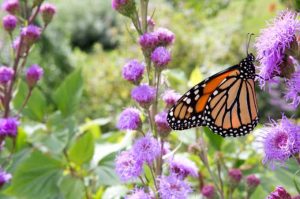 ᐅ What Do Monarch Butterflies Eat? | Toxic or Healthy