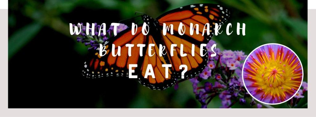 ᐅ What Do Monarch Butterflies Eat? | Toxic or Healthy