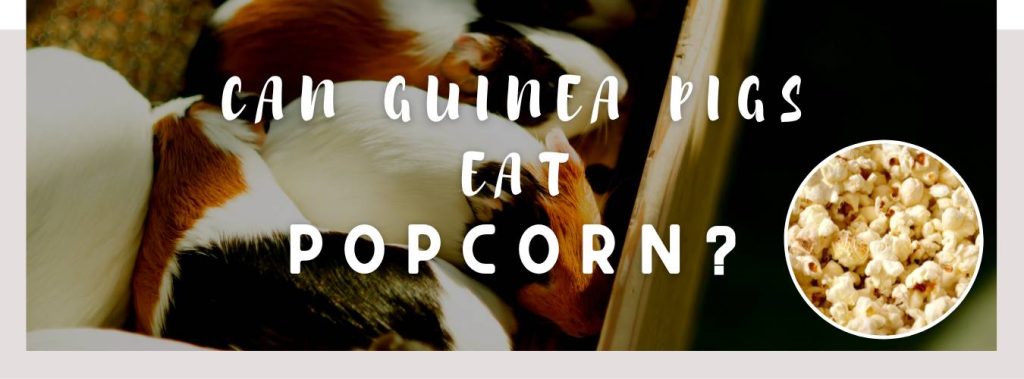 ᐅ Can Guinea Pigs Eat Popcorn? | Toxic or Healthy