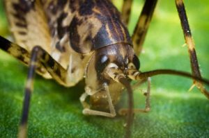 ᐅWhat Do Cave Crickets Eat? | Understanding their Diet