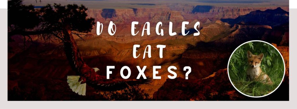 ᐅ Do Eagles Eat Foxes? | The Air and Land