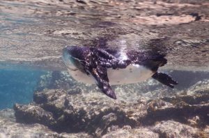 ᐅ What Do Galapagos Penguins Eat? | Knowing Their Diet