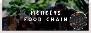 ᐅ Monkeys Food Chain | Understanding the Cycle