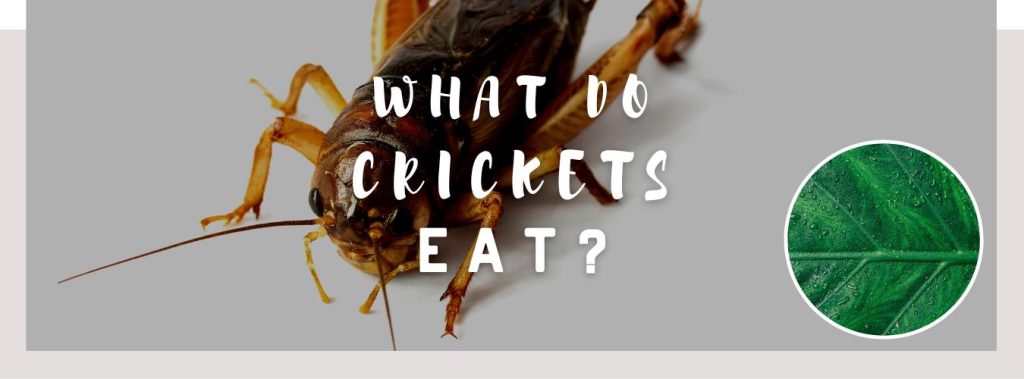 ᐅWhat Do Crickets Eat? | Understanding Their Diet