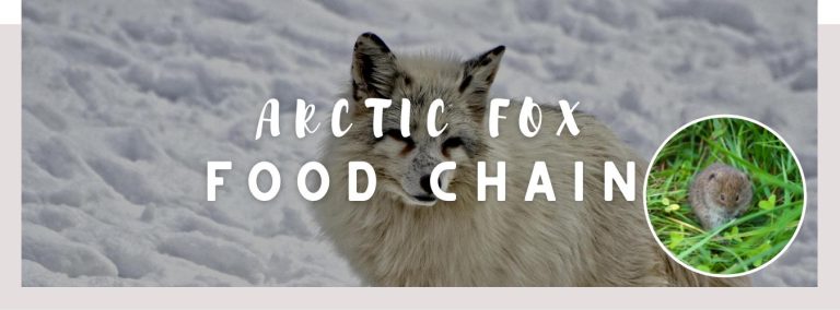 ᐅ Arctic Fox Food Chain | Understanding Their Role