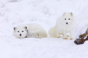 ᐅ Arctic Fox Food Chain | Understanding Their Role