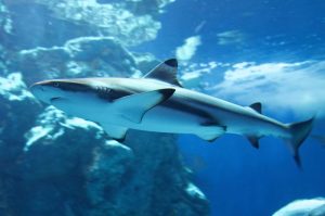 ᐅ What Do Reef Sharks Eat? | Understanding their Diet