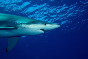 ᐅ What Do Blue Sharks Eat? | Understanding their Diet