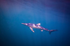 ᐅ What Do Blue Sharks Eat? | Understanding their Diet