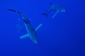 ᐅ What Do Blue Sharks Eat? | Understanding their Diet