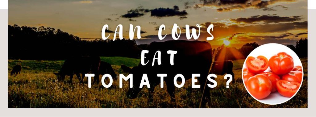 ᐅ Can Cows Eat Tomatoes? | Toxic or Healthy