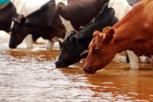 ᐅ What Do Cows Drink? | Toxic or Healthy