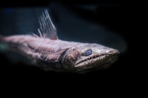 ᐅ What Do Frilled Sharks Eat? | Understanding Their Diet