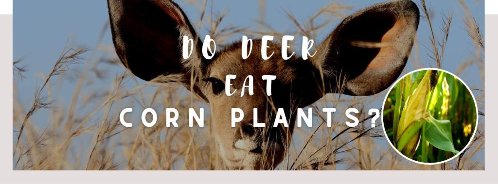 ᐅ Do Deer Eat Corn Plants? | Toxic or Healthy
