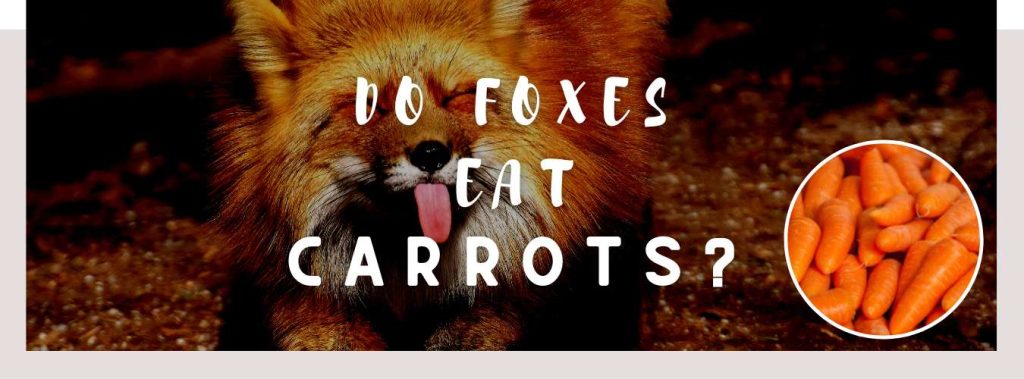 ᐅ Do Foxes Eat Carrots? | Toxic or Healthy