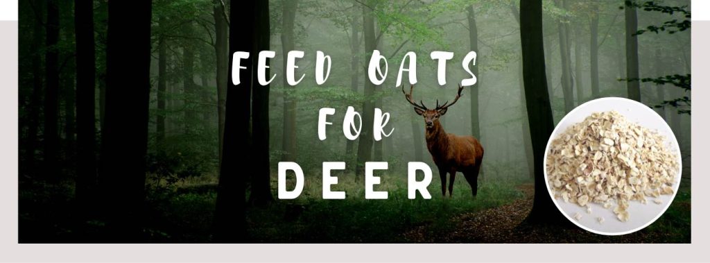 ᐅ Feed Oats for Deer | Understanding their Diet