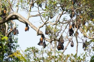 ᐅ What Do Flying Foxes Eat? | Understanding Their Diet