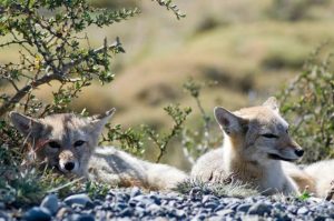 ᐅ What Do Gray Foxes Eat? | Understanding Their Diet