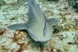 ᐅ What Do Leopard Sharks Eat? | Understanding their Diet