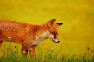 ᐅ What Do Red Foxes Eat? | Understanding Their Diet