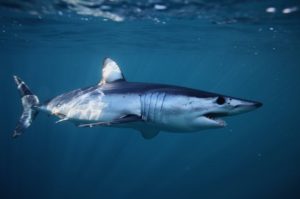 ᐅ What Do Mako Sharks Eat? | Understanding their Diet