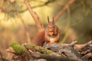 ᐅ Do Foxes Eat Squirrels? | The Chase Between The Two