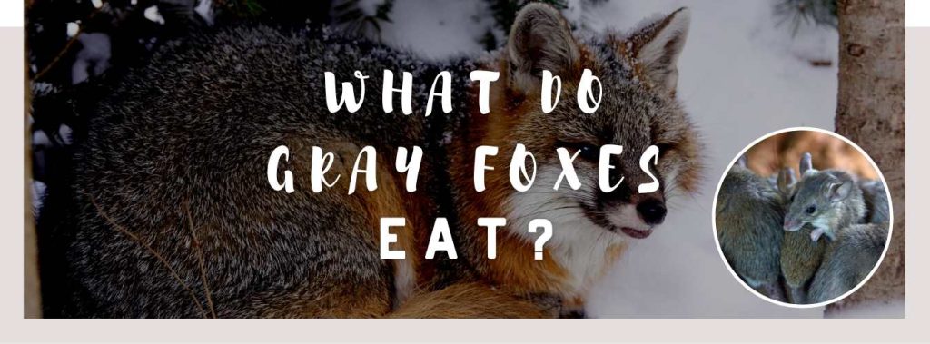 ᐅ What Do Gray Foxes Eat? | Understanding Their Diet