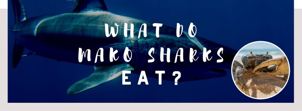 ᐅ What Do Mako Sharks Eat? | Understanding their Diet