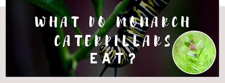 ᐅ What Do Monarch Caterpillars Eat? | Know Their Diet