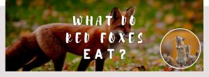 ᐅ What Do Red Foxes Eat? | Understanding Their Diet