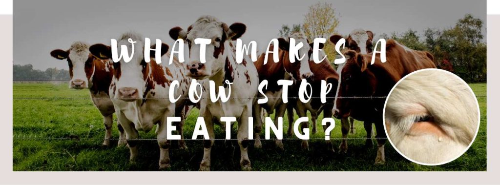 ᐅ What Makes A Cow Stop Eating? | Signs to Watch